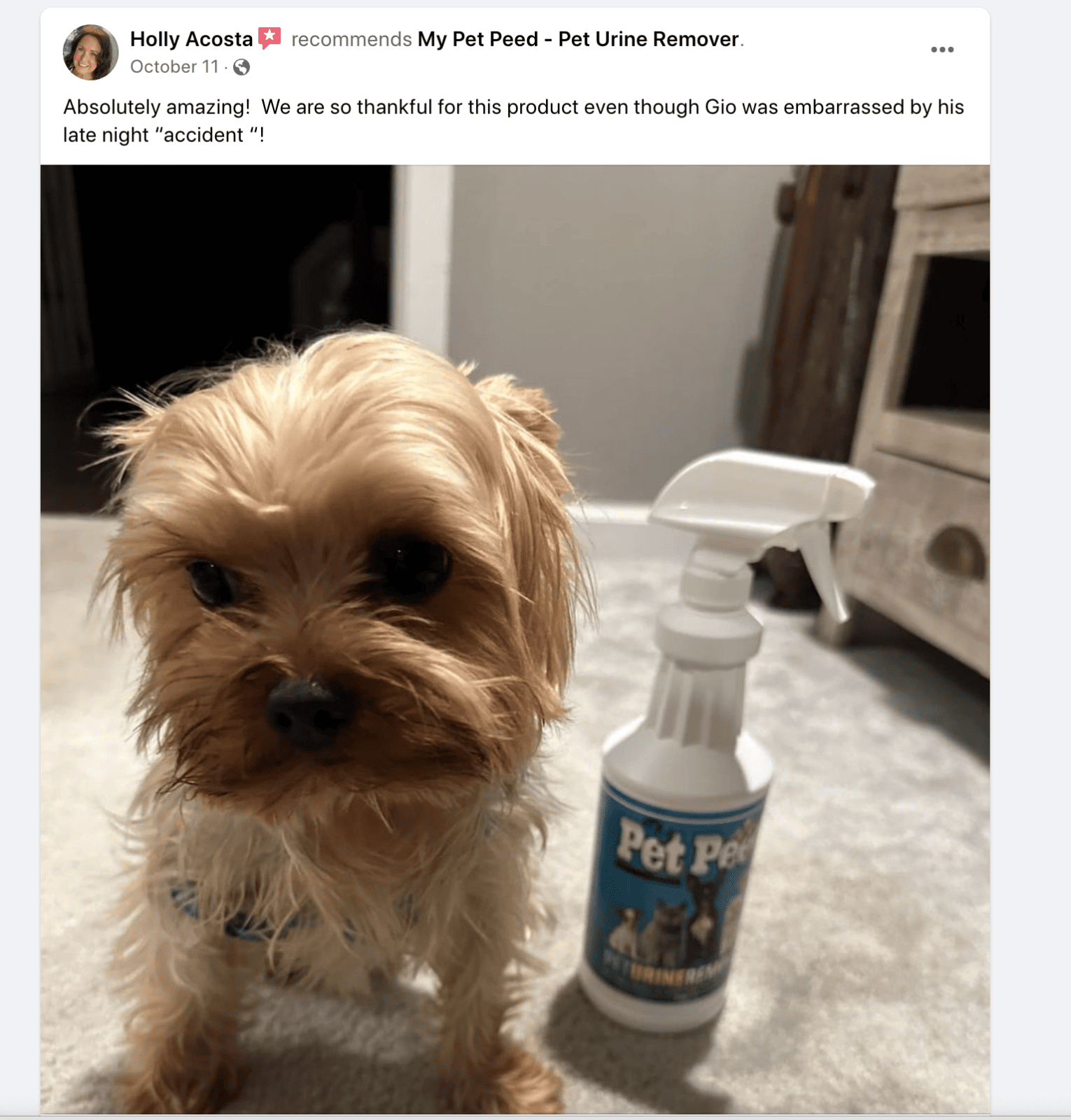 Late night accident | My Pet Peed - Pet Urine Remover