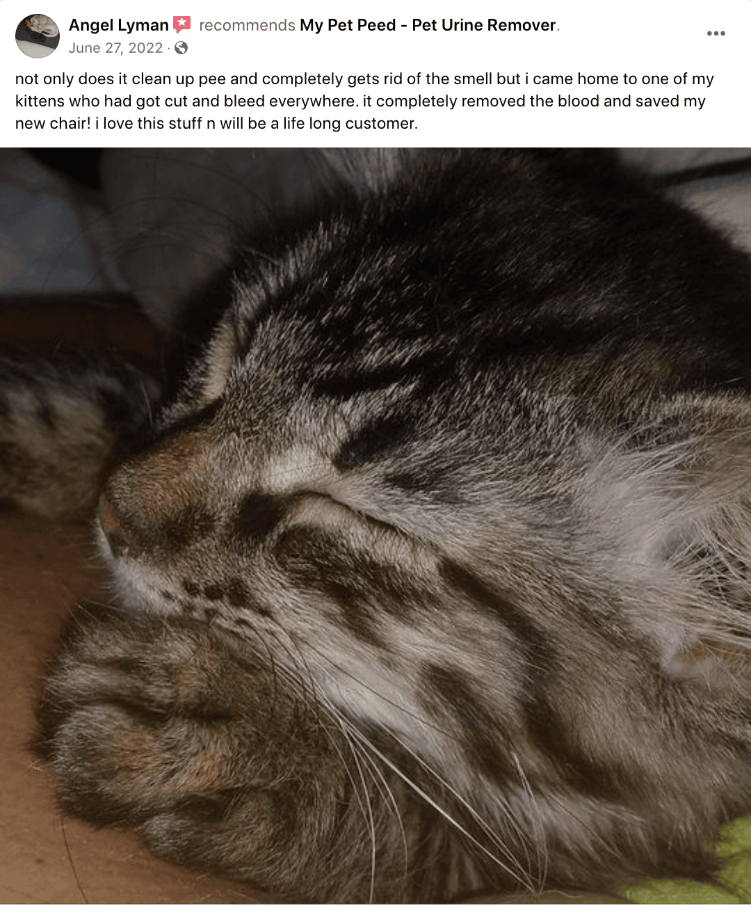 Saved my chair | My Pet Peed - Pet Urine Remover