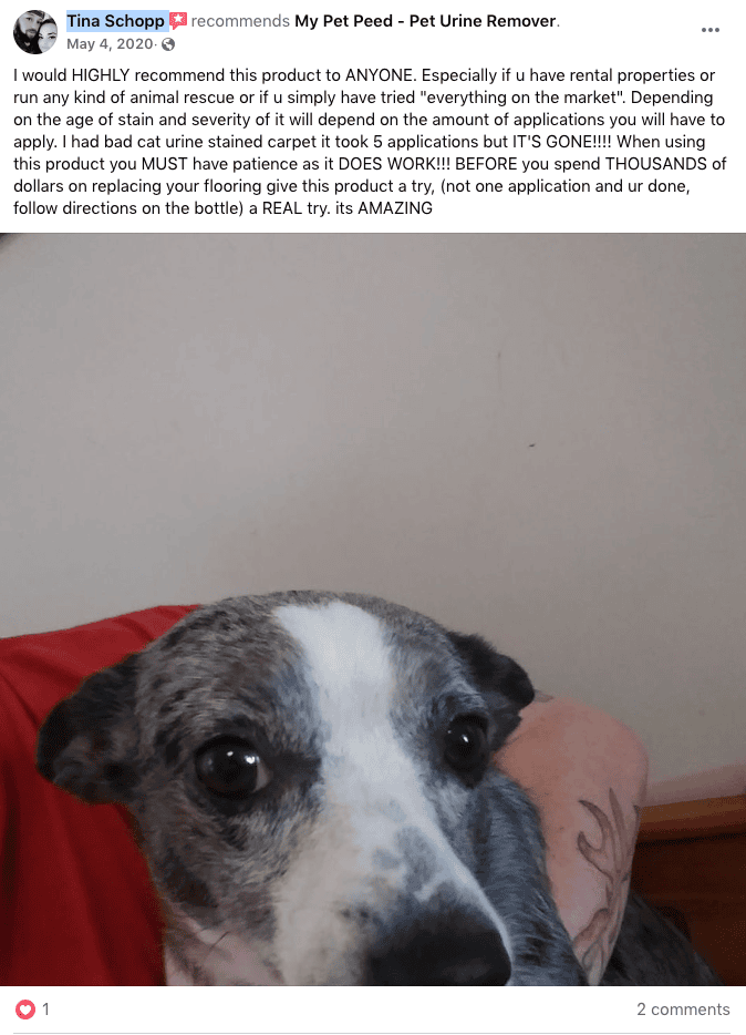 BEFORE you spend THOUSANDS... try this first | My Pet Peed - Pet Urine ...